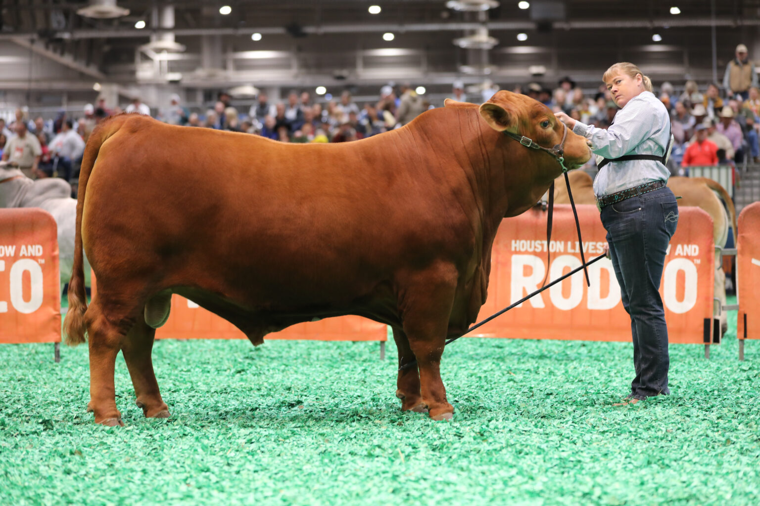 Cox Excalibur Red Brangus Cattle Information - Brangus World