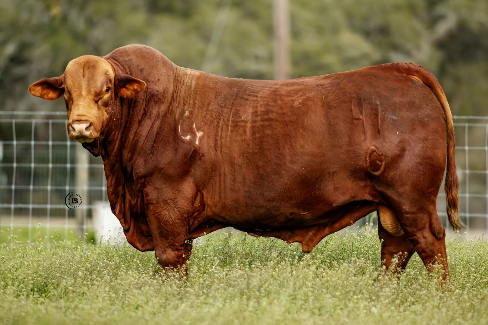 Red Brangus | Cox Excalibur | Brangus World | Brangus Genetics